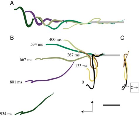 Representative Anchored J Loop Take Off Sequence In C Paradisi Download Scientific Diagram