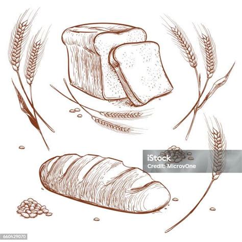 밀 귀와 빈티지 조각 스타일 베이커리 스케치 아이콘 빵 손으로 그린 벡터 일러스트 레이 션 건강한 생활방식에 대한 스톡 벡터