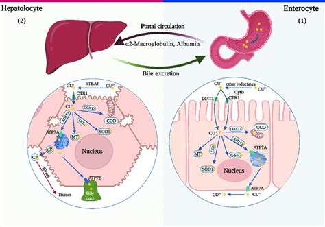 Copper Homeostasis In Liver Depends On The Balance Between Absorption