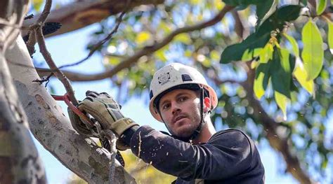 Tree Pruning Vs Tree Lopping Differences For The Health Of Your Trees