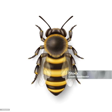벡터 3d 현실적인 상세한 꿀벌 아이콘 근접 촬영은 흰색 배경에 분리되어 있습니다 여왕 꿀벌 디자인 템플릿 매크로에서 꿀벌의 벡터 그림 상단 보기 여왕벌에 대한 스톡 벡터