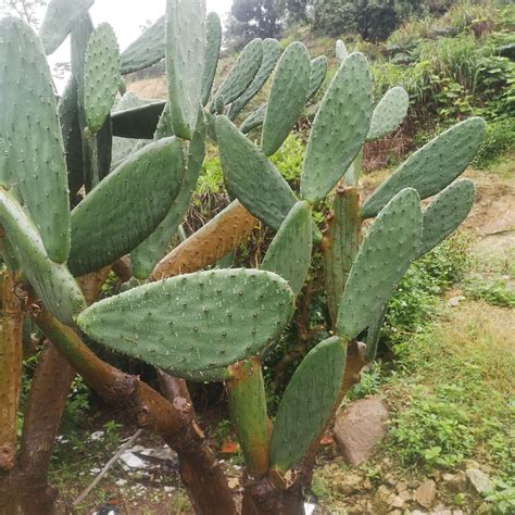 仙人植物图片名称介绍 陆仙人个人介绍 伤感说说吧