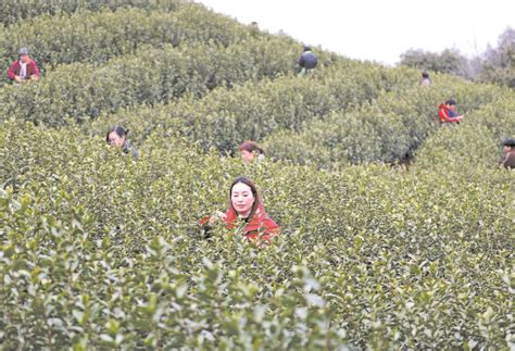 春光正好 新茶开摘 今日宁海