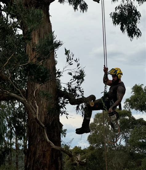 Richmond Tree Specialist Expert Tree Care Services In Melbourne