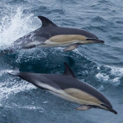 Common Dolphin Suffolk Biodiversity Information Service