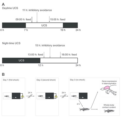 Schematic Overview Of The Housing Photoperiods And The Inhibitory Download Scientific Diagram