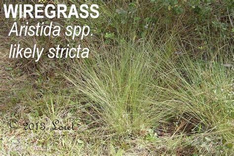Wiregrass Aristida Spp Likely Stricta Florida Native Plants