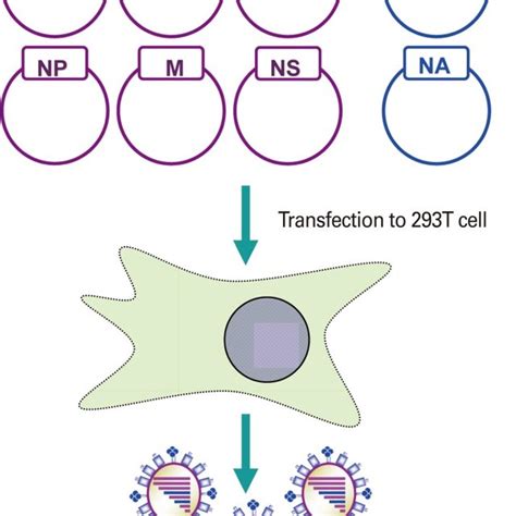 Reverse Genetics Approach For Generating Live Attenuated Influenza