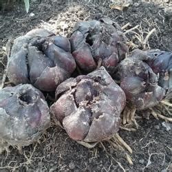 Lily Lilium Miss Peculiar In The Lilies Database Garden Org
