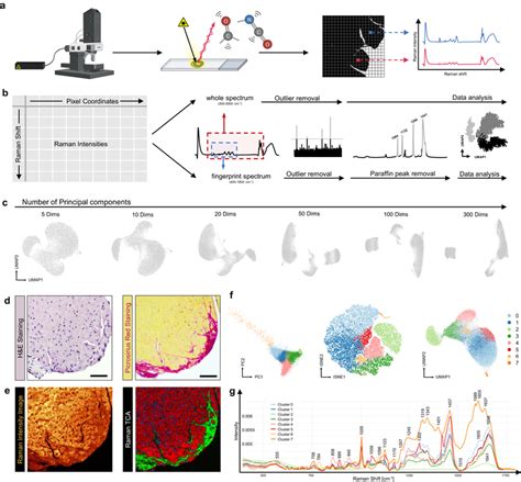 Spatially Unaware Spectra From Raman Analysis Show Distinct