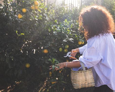 ისტორია