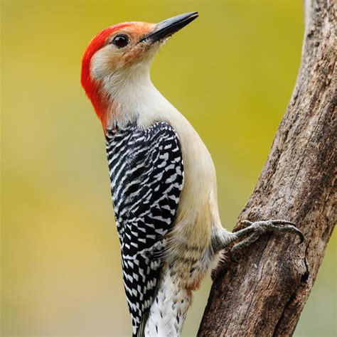 All 8 Woodpeckers In Florida With Pictures And Maps
