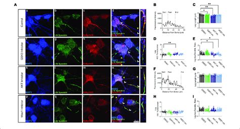 βiv Spectrin But Not Ankyring Is Sensitive To Kinase Perturbation At Download Scientific