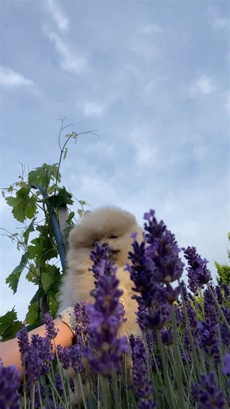 Purple Dogs Videos Download The Best Free 4k Stock Video Footage