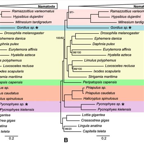 Phylogeny Of Outgroup Taxa Based On The Iq Tree Maximum Likelihood Download Scientific Diagram
