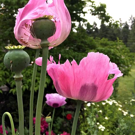 Poppy Love Potion Mix Optimum Poppy Seed Company