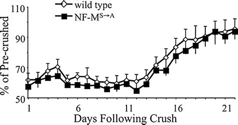 Phosphorylation Of Highly Conserved Neurofilament Medium Ksp Repeats Is