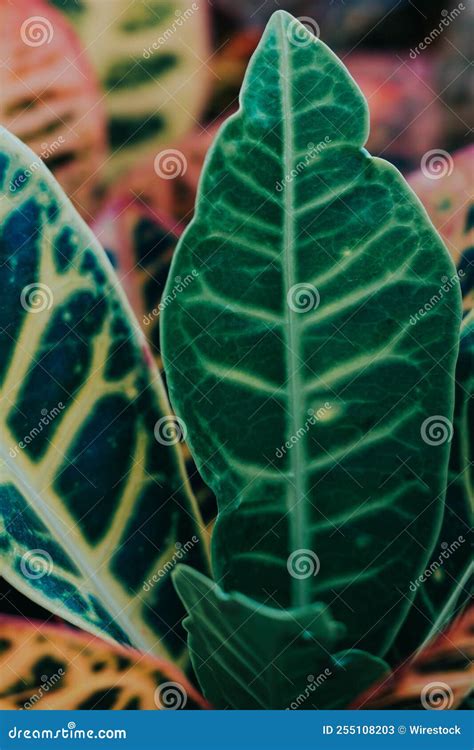 Vertical Shot Of The Veins On Tree Leaves Stock Image Image Of Texture Color