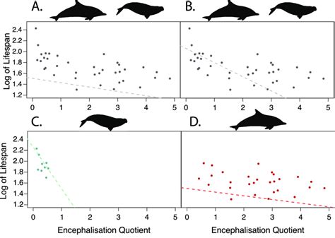 Relationship Between Log Lifespan And Encephalization Quotient Eq For Download Scientific