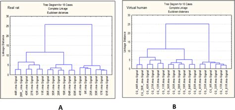 Sample Cluster Analysis Hierarchical Clustering Of Real Rat A And