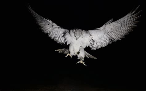 Oneplus × Hasselblad Oneplus India