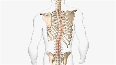 What Is The Difference Between A Disc Bulge And A Slipped Herniated Disc