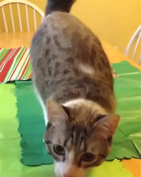 Ghost Slaps Scrolller Ghost Slaps Scrolller