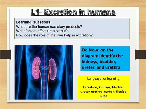 Igcse Biology Excretion Teaching Resources