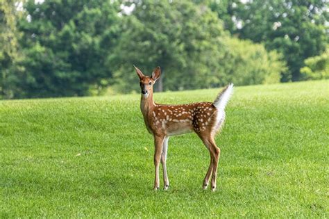 100000 Free Cute Little Deer And Deer Images Pixabay
