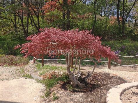 공작단풍나무 조경수수양단풍 원예 중고나라