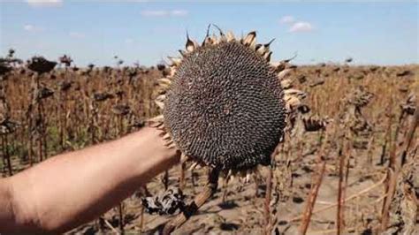 Хибриди слънчоглед Syngenta