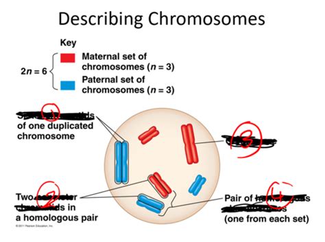 Chapter 13 Meiosis And Sexual Life Cycles Flashcards Quizlet