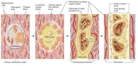 Skeletal System — Human Anatomy