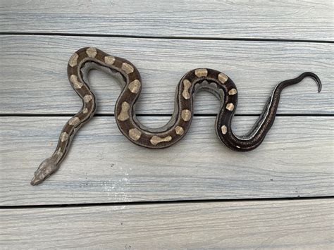Anery Motley 100 Het Kahl Albino Boa Constrictor By Mitch Boa Morphs