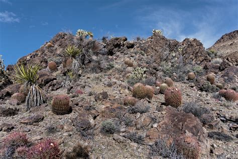 Mojave Desert Plant Life I Took This On The Barber Peak Lo… Flickr