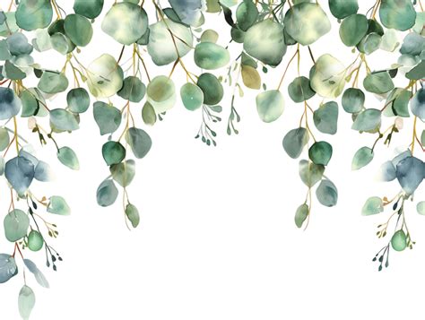 Eucalyptus Border Pngs For Free Download