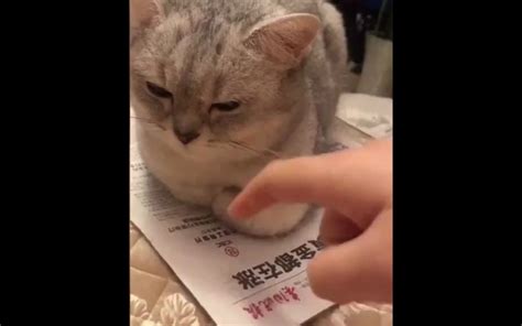 猫这个家没我得散 哔哩哔哩