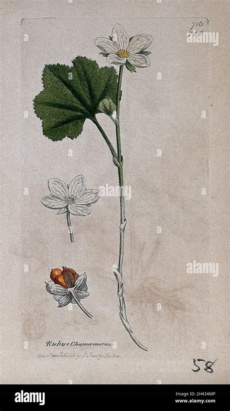 Cloudberry Rubus Chamaemorus Flowering Stem Fruit And Floral