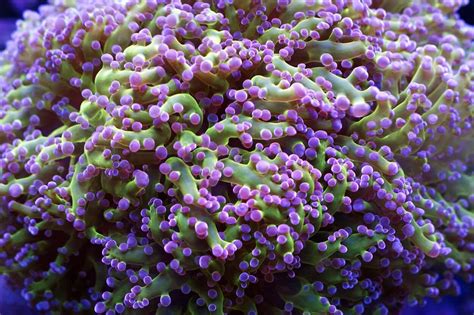 Frogspawn Coral 101 Care Placement And Feeding Tips
