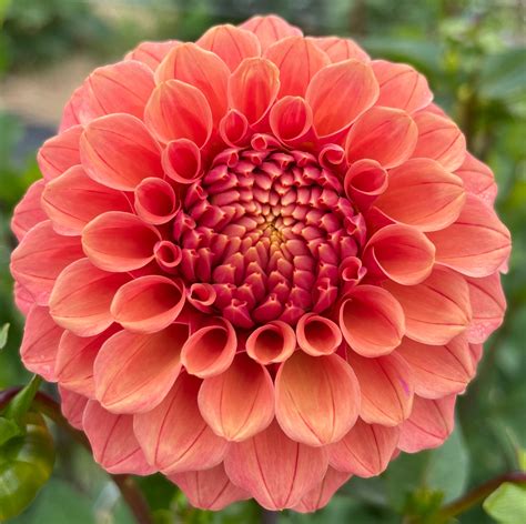 Rose Toscano Greenerpasturesns