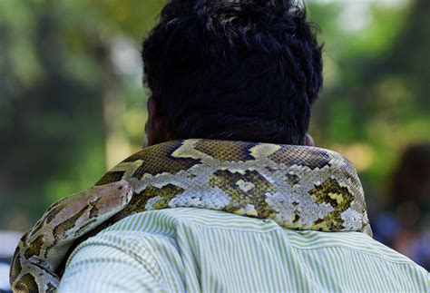 Woman Swallowed Whole By 23 Foot Python In Indonesian Village Ibtimes