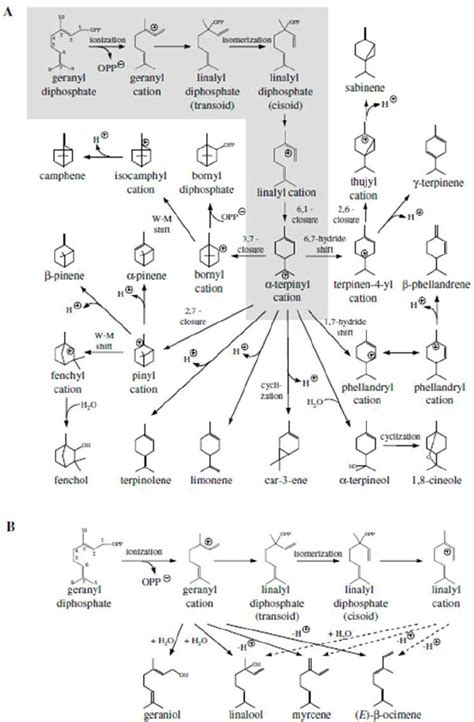 Conversion Of Geranyl Diphosphate To The Monoterpenes Cyclic A And Download Scientific