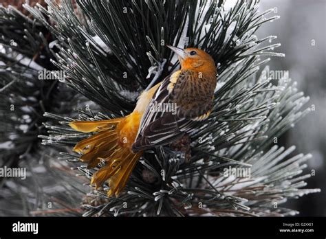 Baltimore Oriole Icterus Galbula In Winter Weather The Netherlands