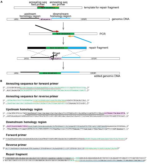 Figure 1 From A User Friendly And Streamlined Protocol For Crisprcas9
