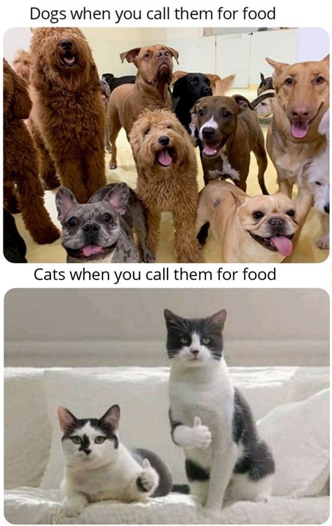 Memes Cat Dog Cats Dogs Memes And S Imgflip