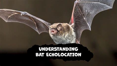 Understanding Bat Echolocation How Bats Navigate The Dark In Focus