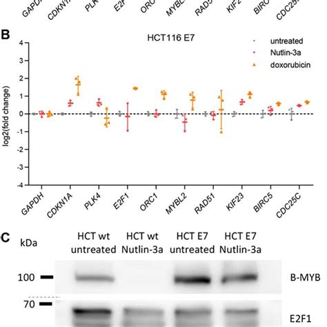 Both Hpv E6 And E7 Interfere With P53 Function Hpv E6 Mediated