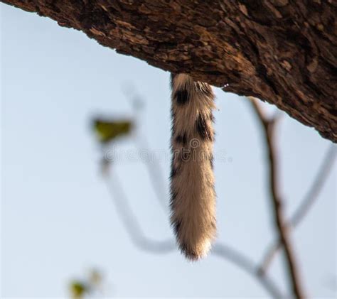 Leopard In A Tree While Waiting To Go Hunt Stock Image Image Of