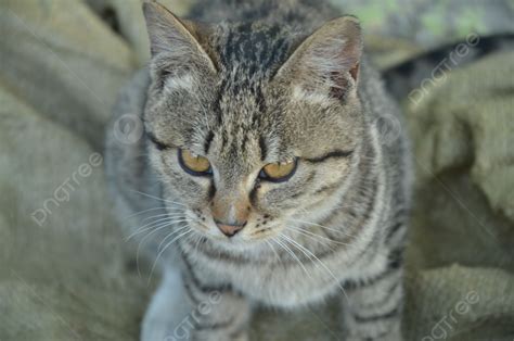 고양이 고 화질 사진 배경 고양이 고양이 고양이 고양이와 개 배경 일러스트 및 사진 무료 다운로드 Pngtree