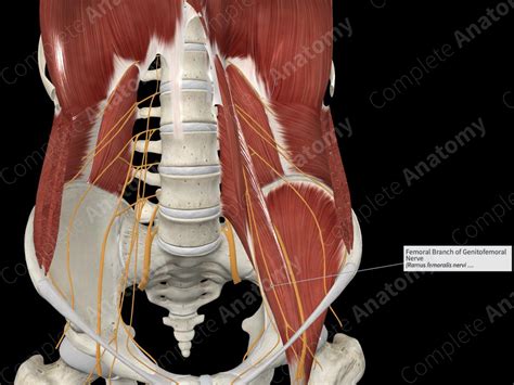 New Approach Of Ultrasoundguided Genitofemoral Nerve Pdf Ultrasound